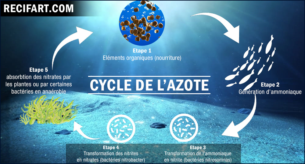 Cycle de l'azote aquarium marin