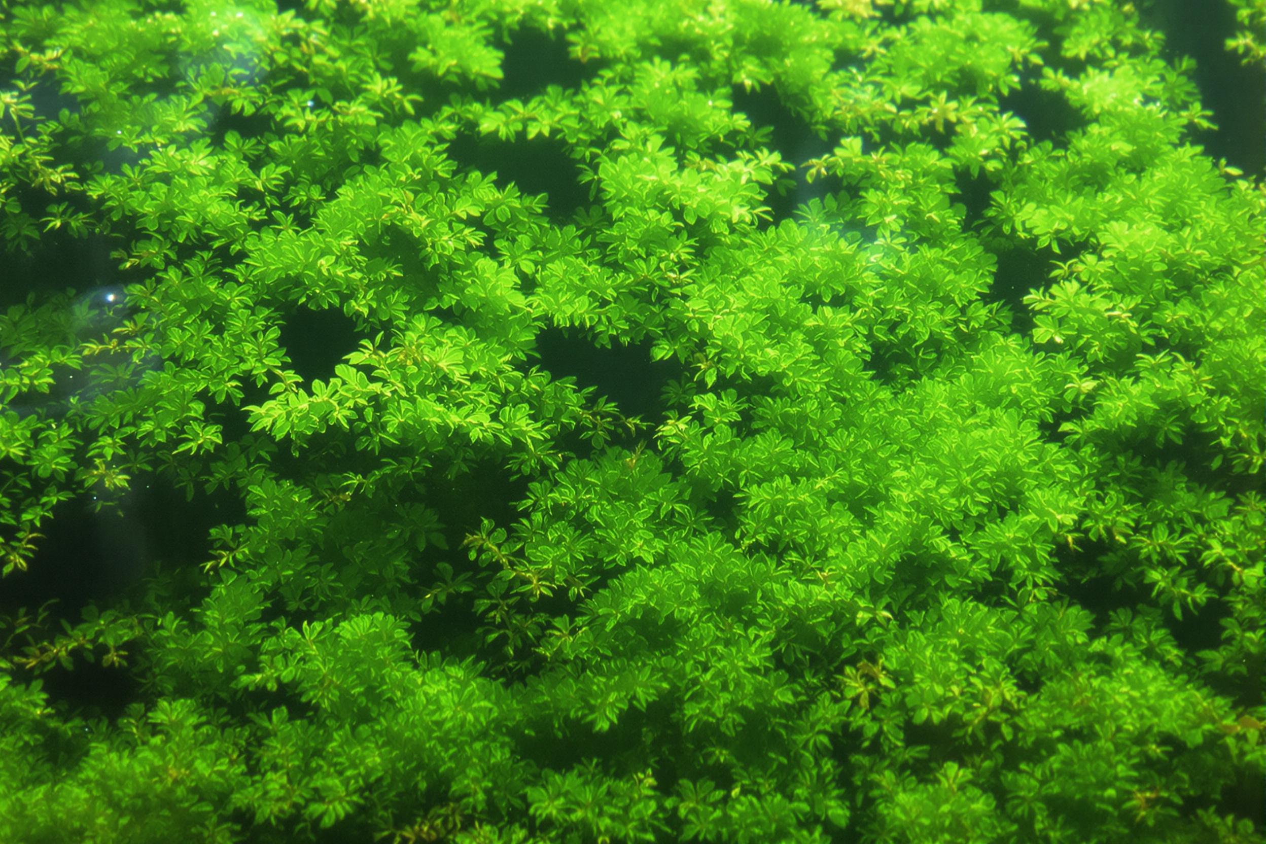 Algue en aquariophilie : détecter l’algue verte et éradiquer l’algue brune dans votre aquarium d ...