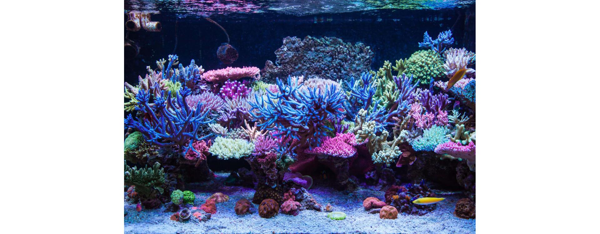 Comparison of Filters for Reef Aquariums