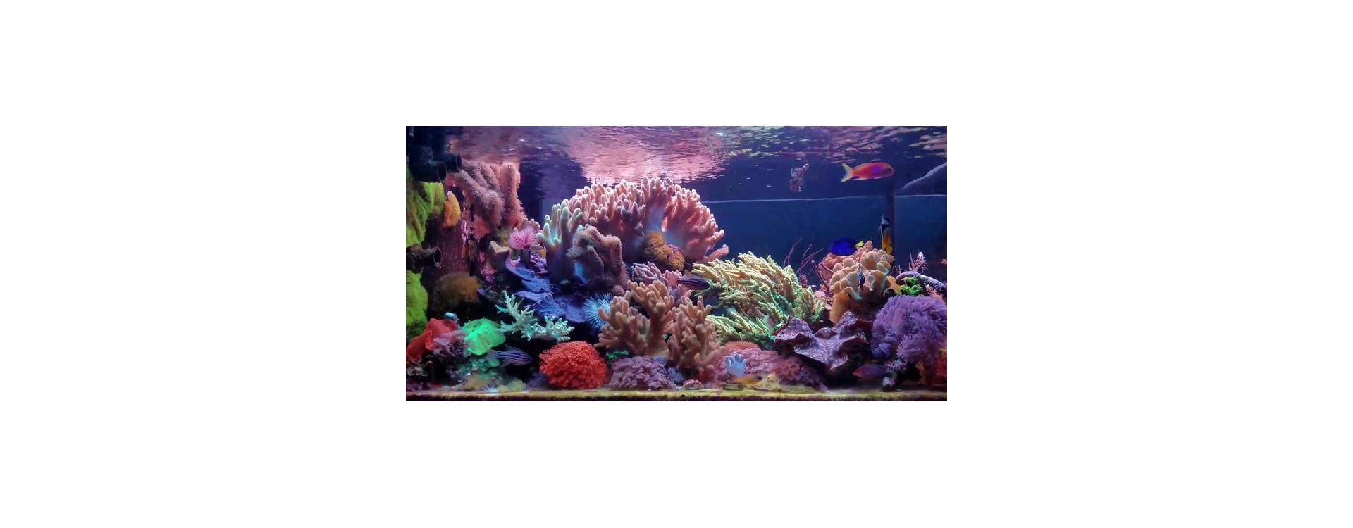 Selections of Corals for Beginners in Reef Aquariums