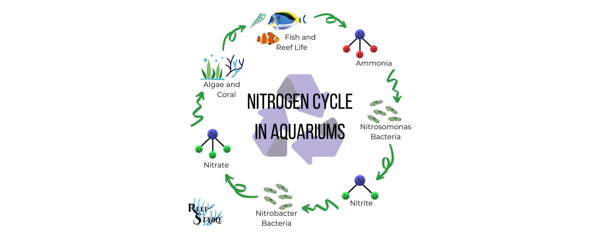 A nitrogén ciklus fontossága egy reef akváriumban, és hogyan kell ...
