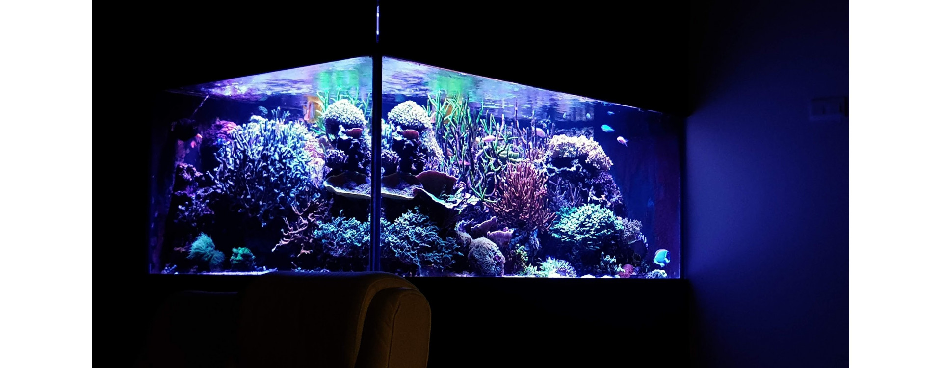 Guide de maintenance des coraux durs en aquarium : Conseils et bonnes ...