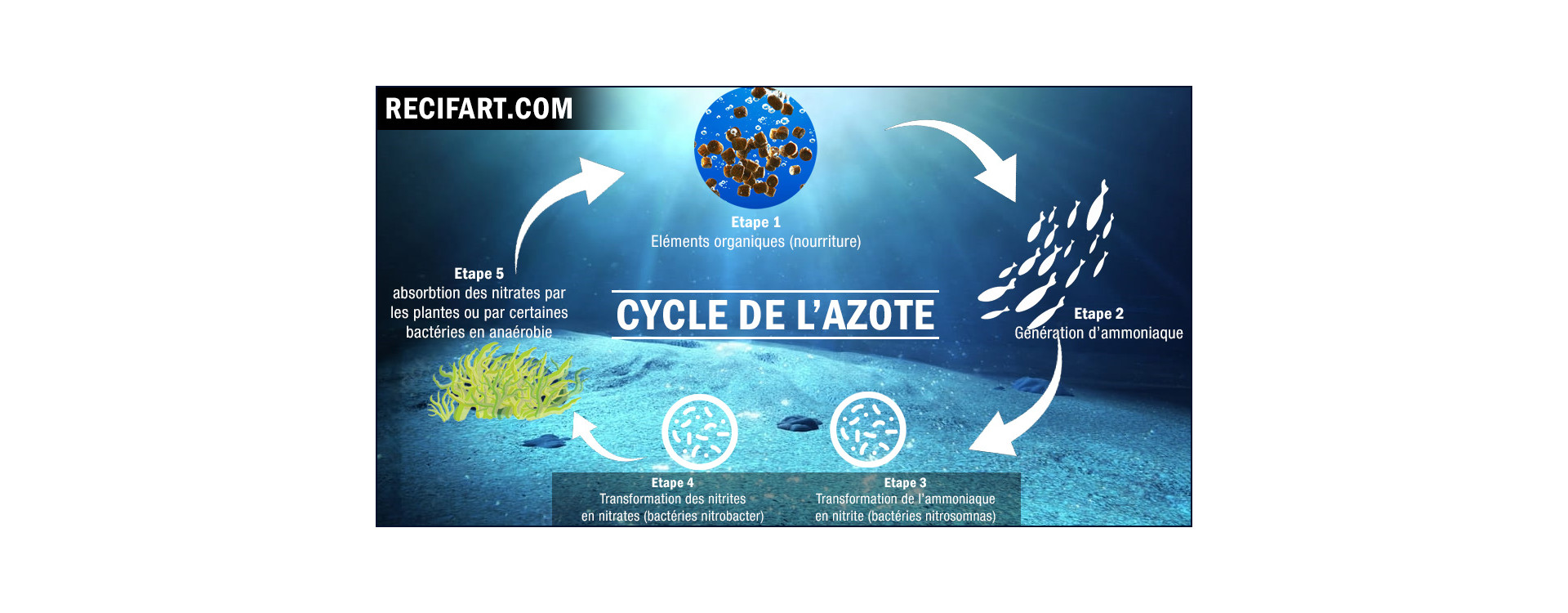 Cycle De L'azote Importance_biologique: L'azote Entre Dans La