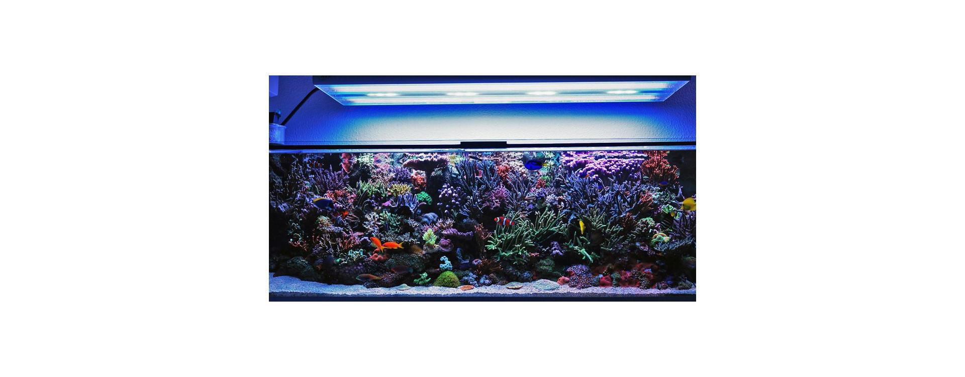 Quel éclairage choisir pour un aquarium récifal