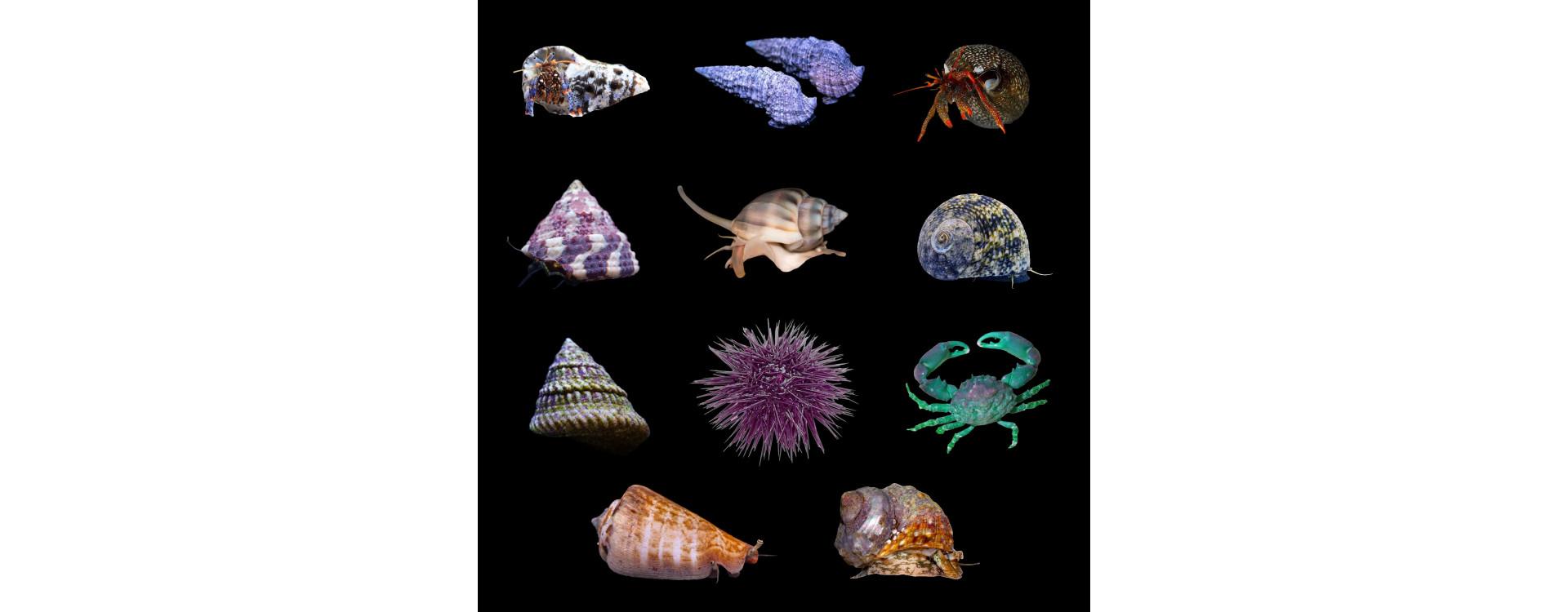 Les Invertébrés Indispensables pour un Aquarium Récifal Équilibré