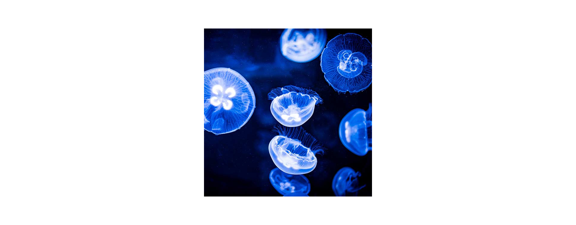 Guide de maintenance des méduses Aurelia aurita en aquarium