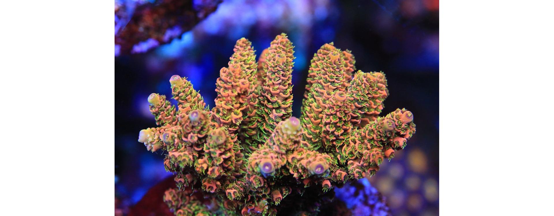 Meilleurs prix matériel récifal